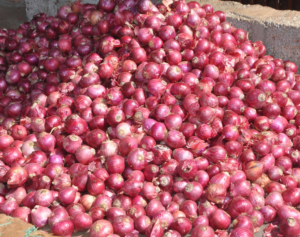 Onion | Tibb e Nabawi | Halal Products