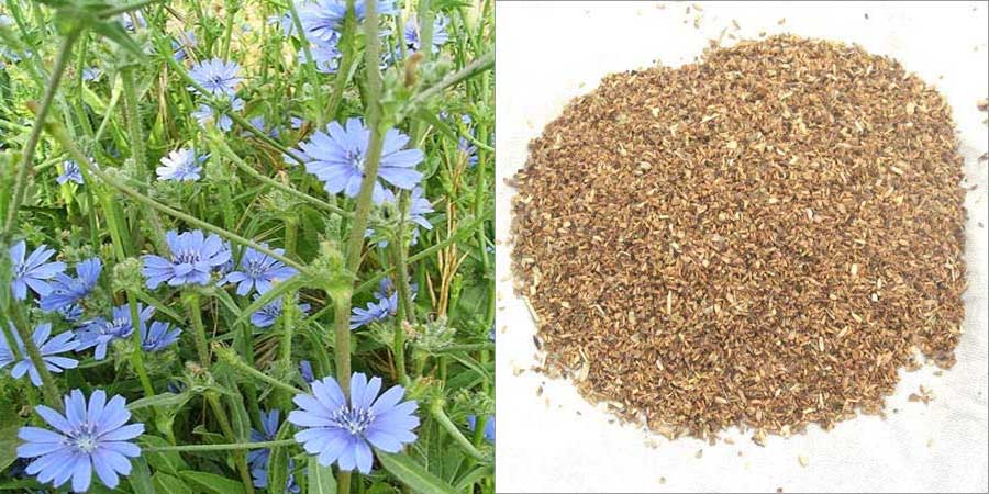 Chicory (Kasni) (Hindb’a) | Tibb e Nabawi | Halal Products